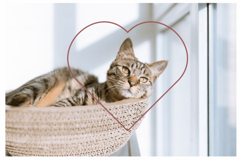 2 Ways to Fill Shape with Image in Adobe Illustrator