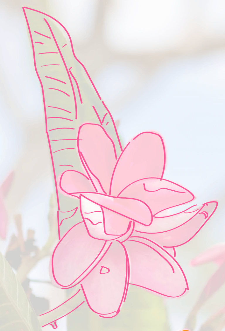 How to Draw in Adobe Illustrator (Vector & Freehand)