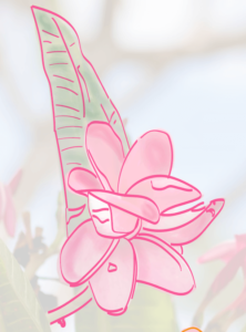 How to Draw in Adobe Illustrator (Vector & Freehand)