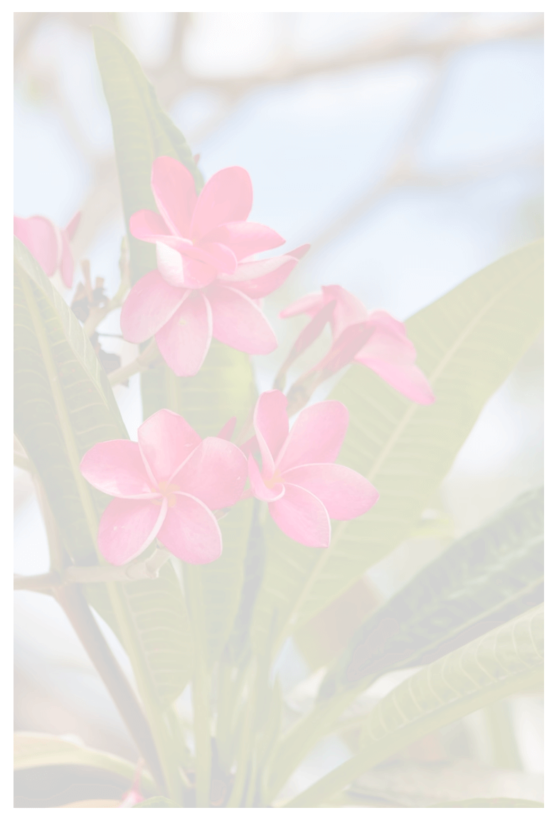 How to Draw in Adobe Illustrator (Vector & Freehand)