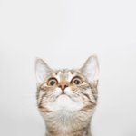 2 Easy Ways to Trace an Image in Adobe Illustrator