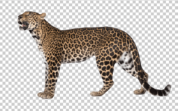 How to Remove White Background & Make It Transparent in Illustrator